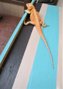 Adult Bearded Dragons For Sale - Adoption & Rescues | Atomic Lizard Ranch