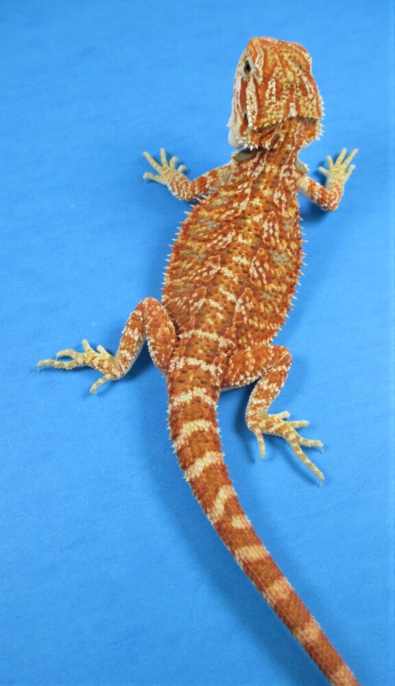 Gala Red Bearded Dragons For Sale Online | Atomic Lizard Ranch