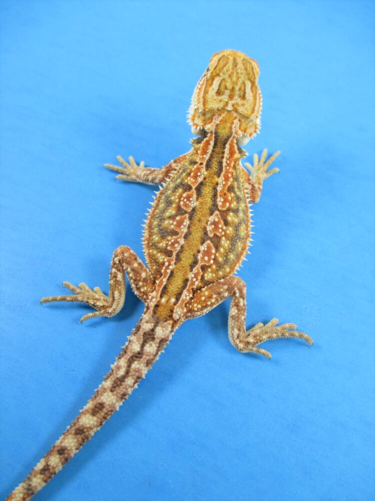 Dunner Bearded Dragons For Sale | Atomic Lizard Ranch