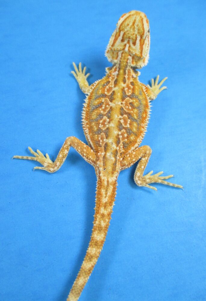 Dunner Bearded Dragons For Sale | Atomic Lizard Ranch