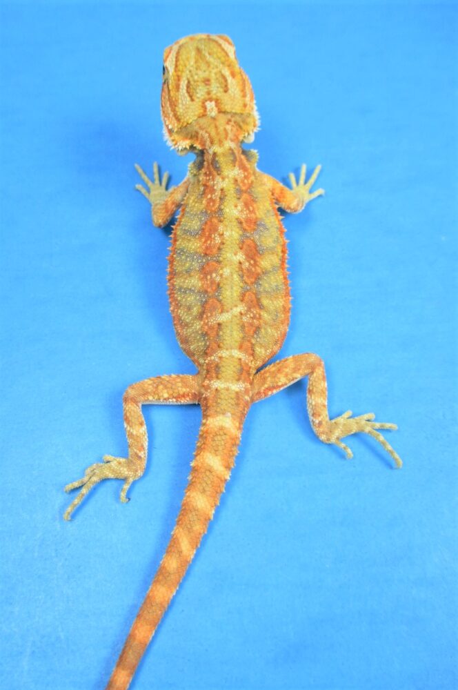 Tangerine Phase Bearded Dragons For Sale | Atomic Lizard Ranch