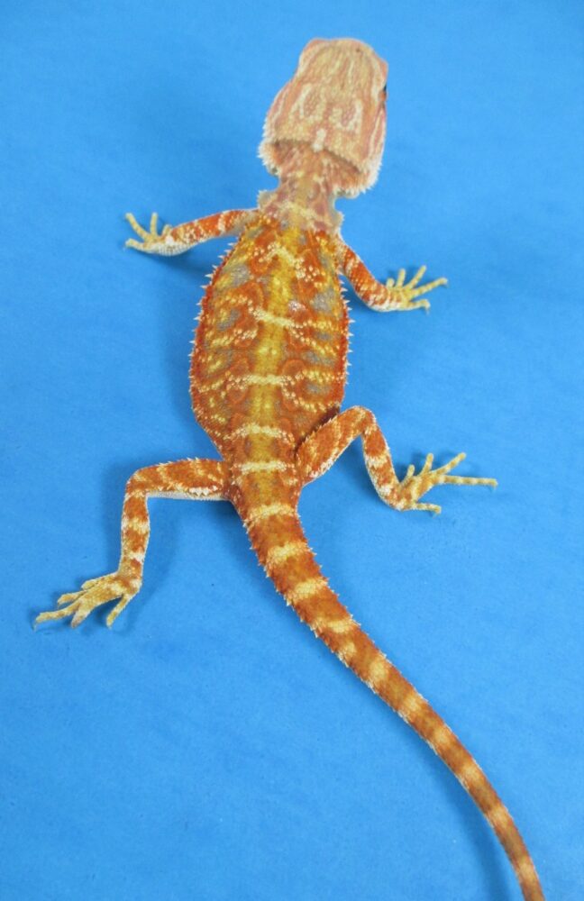Gala Red Bearded Dragons For Sale Online | Atomic Lizard Ranch