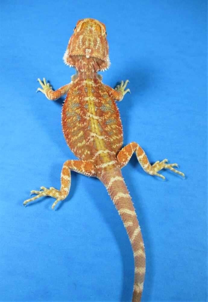 Gala Red Bearded Dragons For Sale Online | Atomic Lizard Ranch