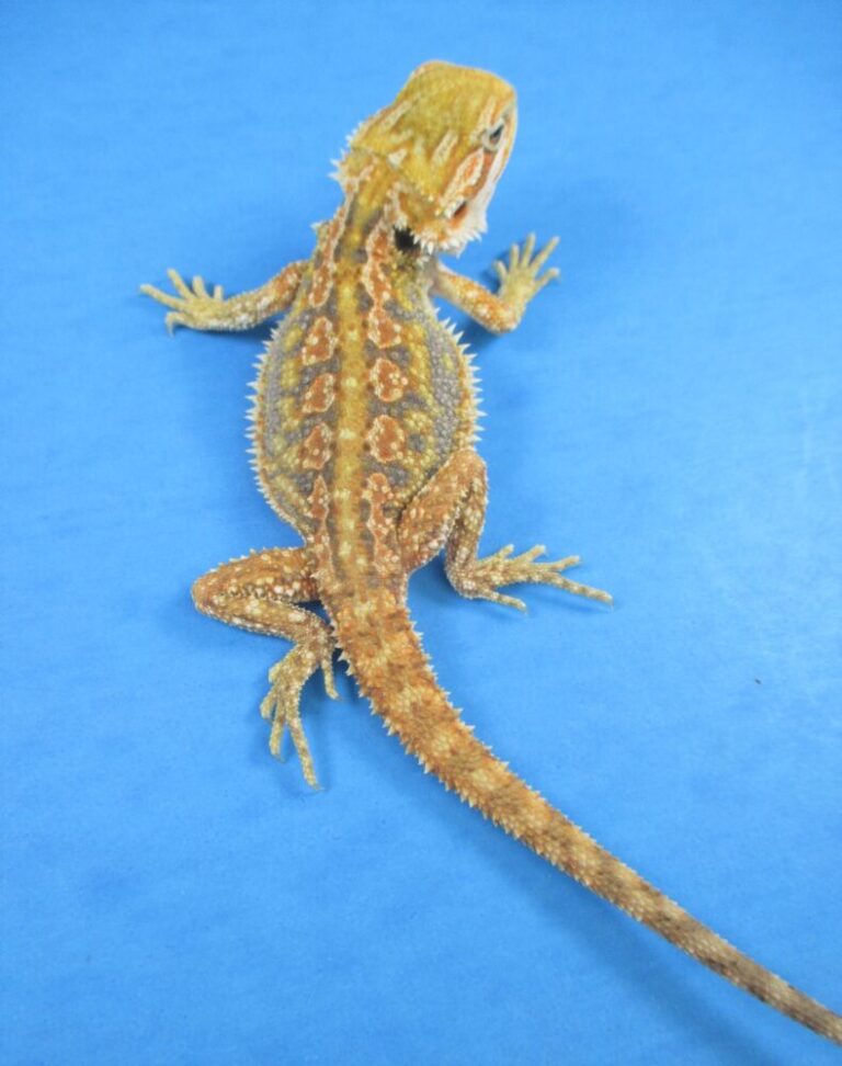 Dunner Bearded Dragons For Sale | Atomic Lizard Ranch