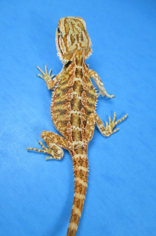 Tangerine & Orange Bearded Dragons For Sale | Atomic Lizard Ranch