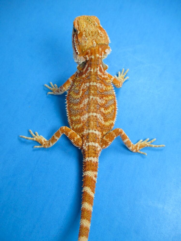 Gala Red Bearded Dragons For Sale Online | Atomic Lizard Ranch