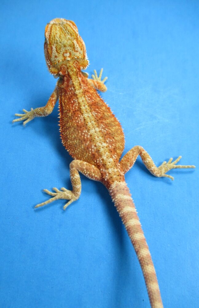 Tangerine & Orange Bearded Dragons For Sale | Atomic Lizard Ranch