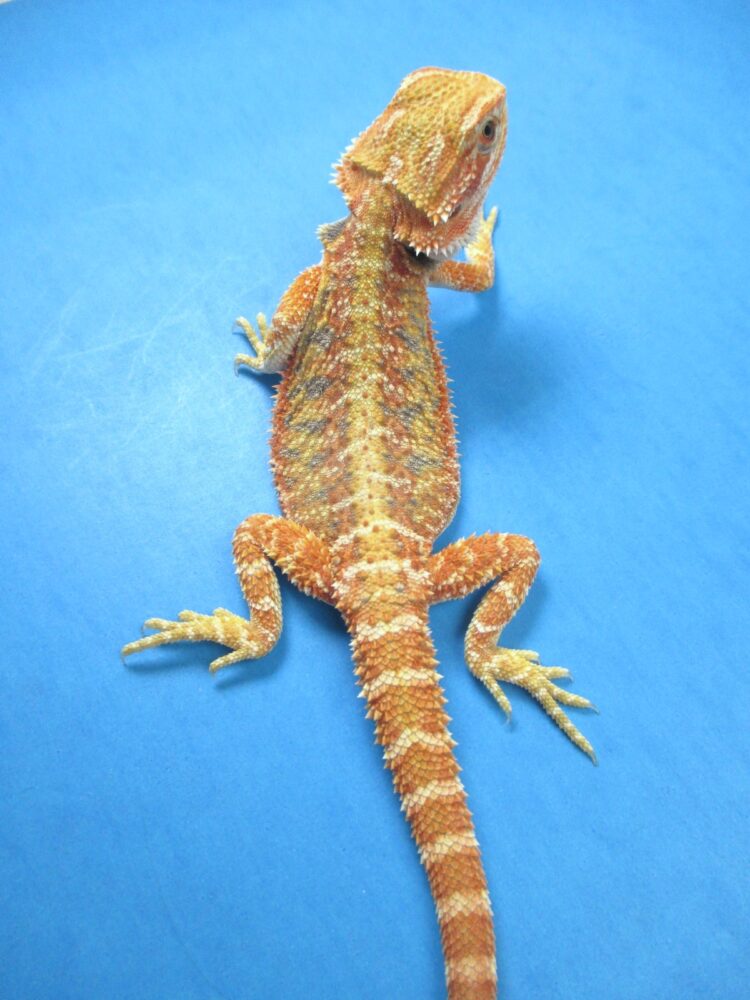 Tangerine & Orange Bearded Dragons For Sale | Atomic Lizard Ranch