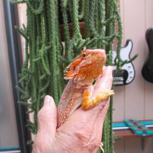 Adult Bearded Dragons For Sale - Adoption & Rescues | Atomic Lizard Ranch