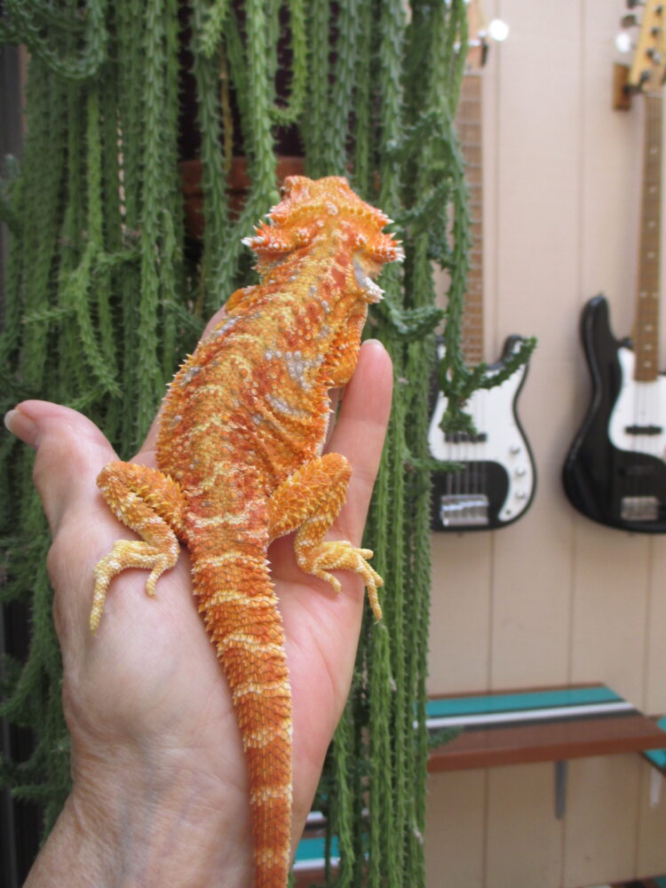 Adult Bearded Dragons For Sale - Adoption & Rescues | Atomic Lizard Ranch