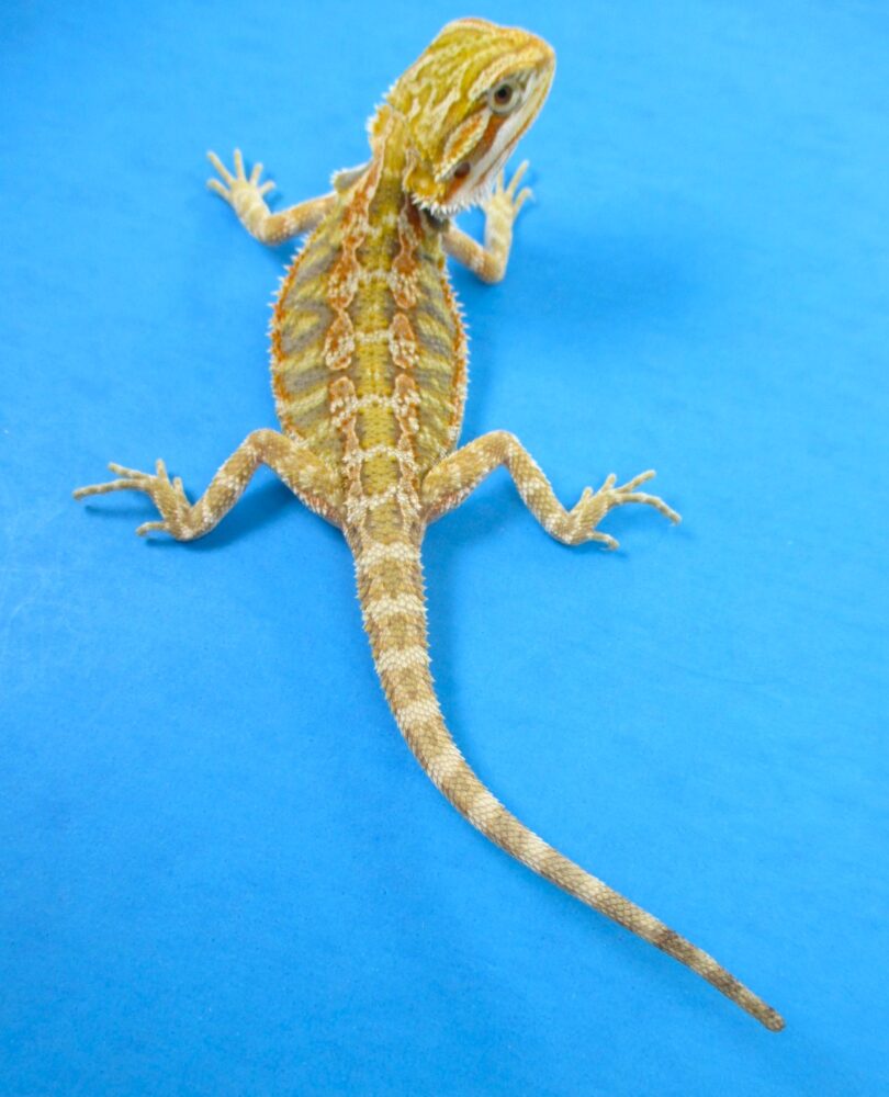 Tangerine & Orange Bearded Dragons For Sale | Atomic Lizard Ranch