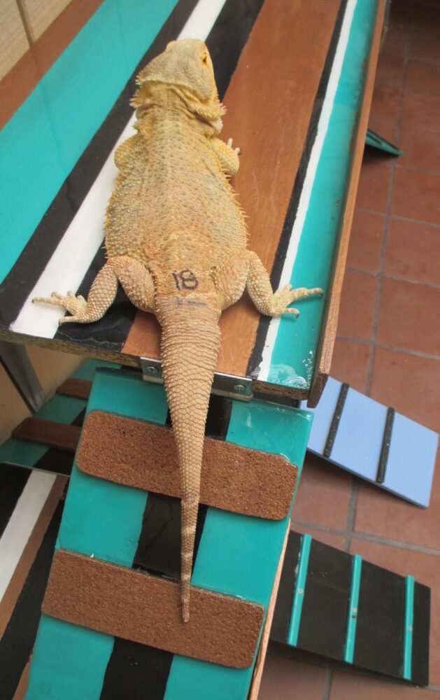 Adult Bearded Dragons For Sale - Adoption & Rescues | Atomic Lizard Ranch