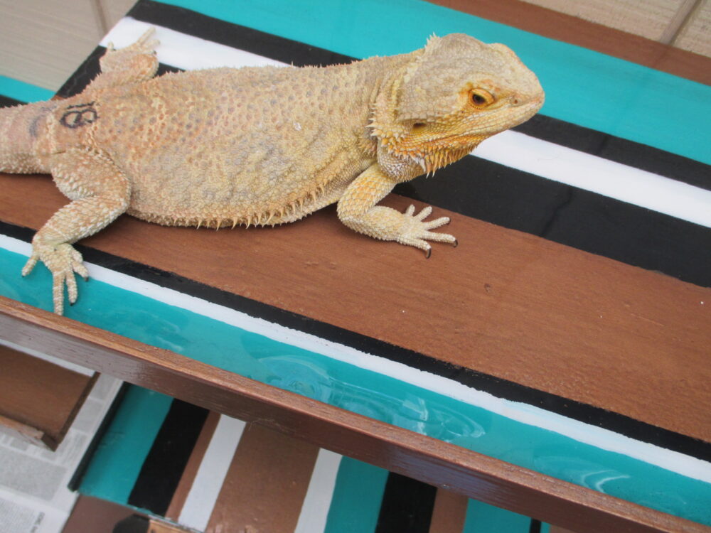 Adult Bearded Dragons For Sale - Adoption & Rescues | Atomic Lizard Ranch
