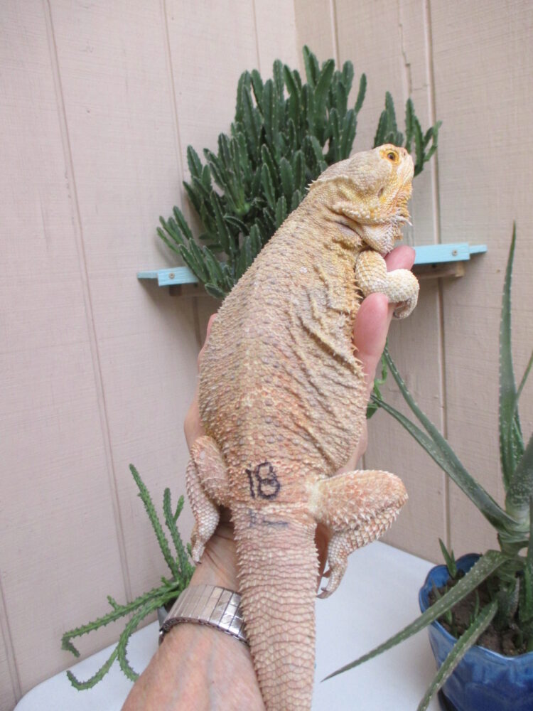 Adult Bearded Dragons For Sale - Adoption & Rescues | Atomic Lizard Ranch