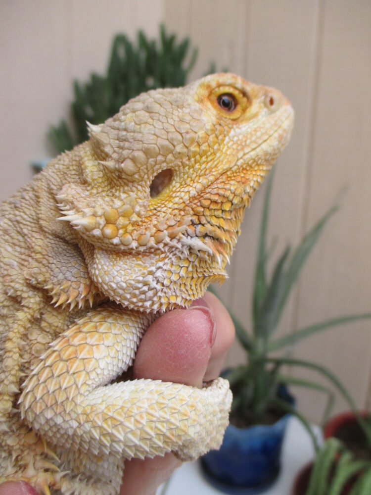 Adult Bearded Dragons For Sale - Adoption & Rescues | Atomic Lizard Ranch