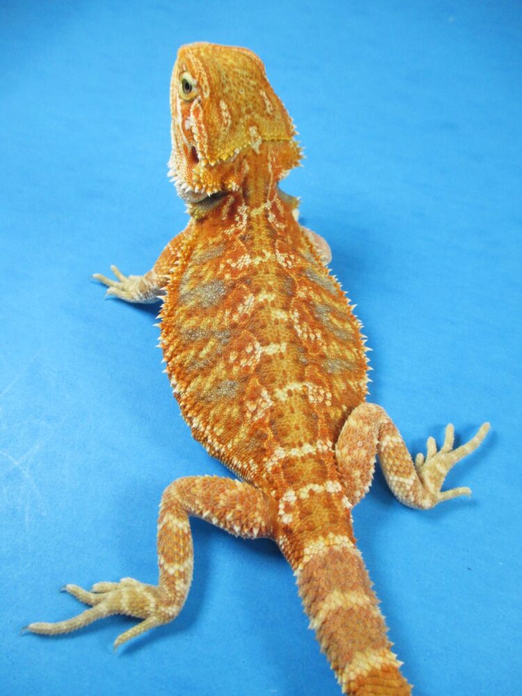 Tangerine & Orange Bearded Dragons For Sale | Atomic Lizard Ranch