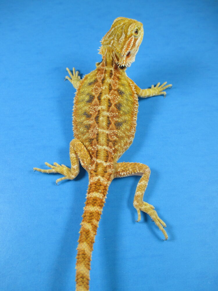 Tangerine & Orange Bearded Dragons For Sale | Atomic Lizard Ranch