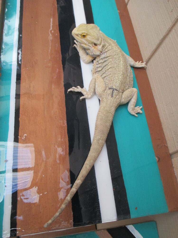 Adult Bearded Dragons For Sale - Adoption & Rescues | Atomic Lizard Ranch