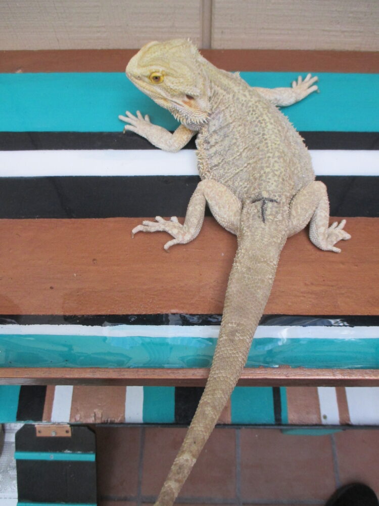 Adult Bearded Dragons For Sale - Adoption & Rescues | Atomic Lizard Ranch