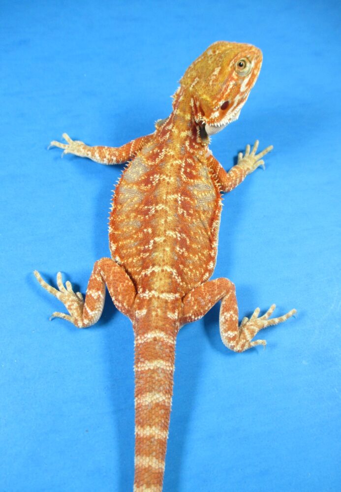 Citrus Leatherback Bearded Dragons For Sale | Atomic Lizard Ranch