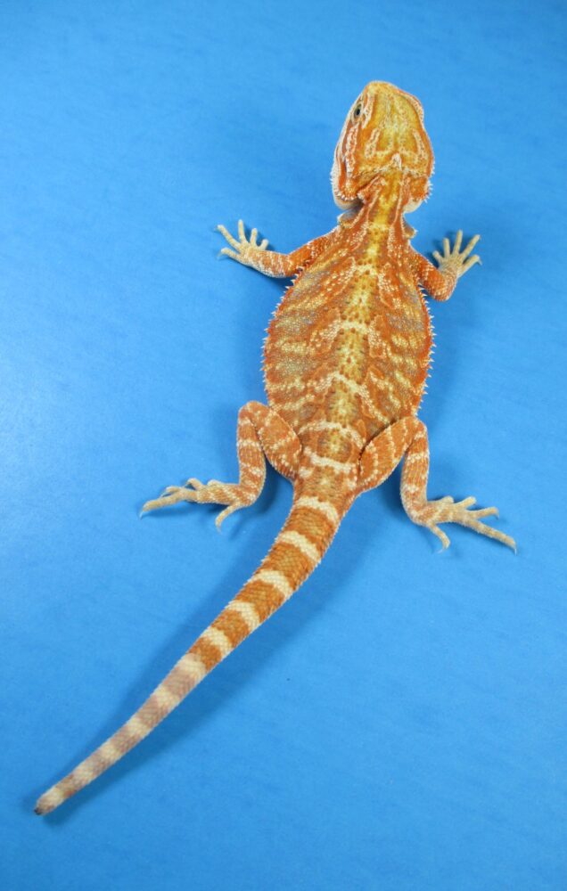 Tangerine & Orange Bearded Dragons For Sale | Atomic Lizard Ranch