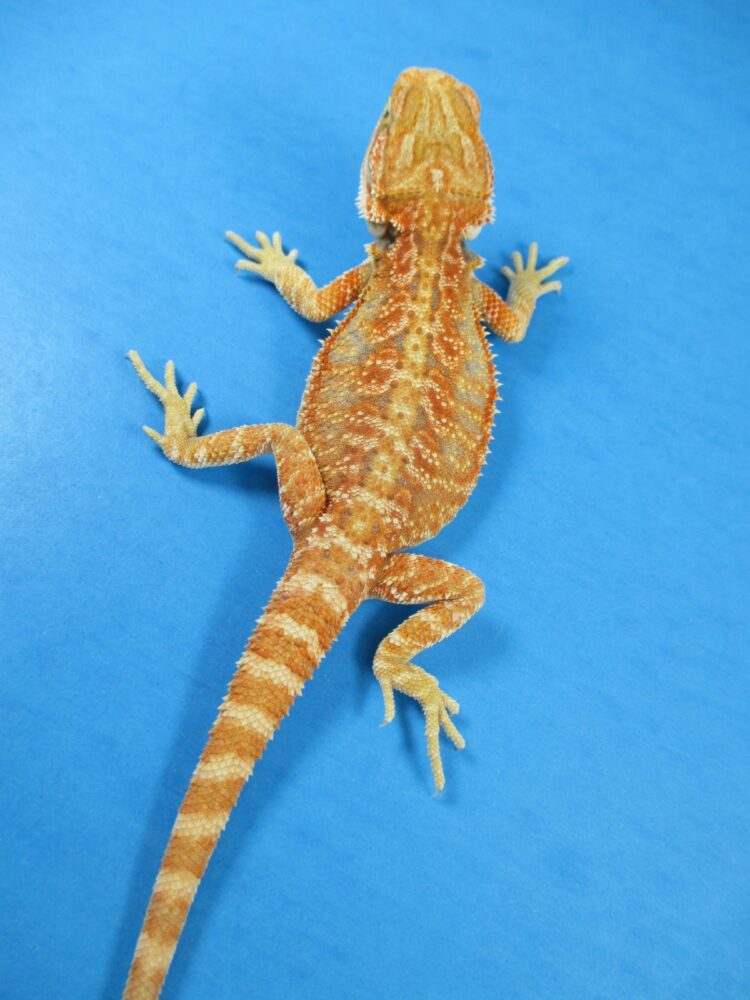 Hypo Melanistic Bearded Dragons For Sale | Atomic Lizard Ranch