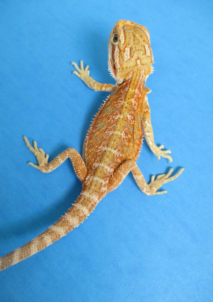 Tangerine & Orange Bearded Dragons For Sale | Atomic Lizard Ranch