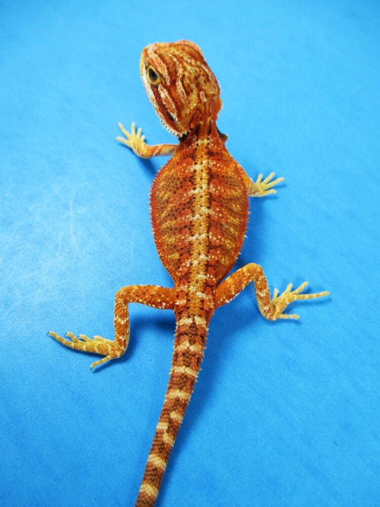 Gala Red Bearded Dragons For Sale Online | Atomic Lizard Ranch