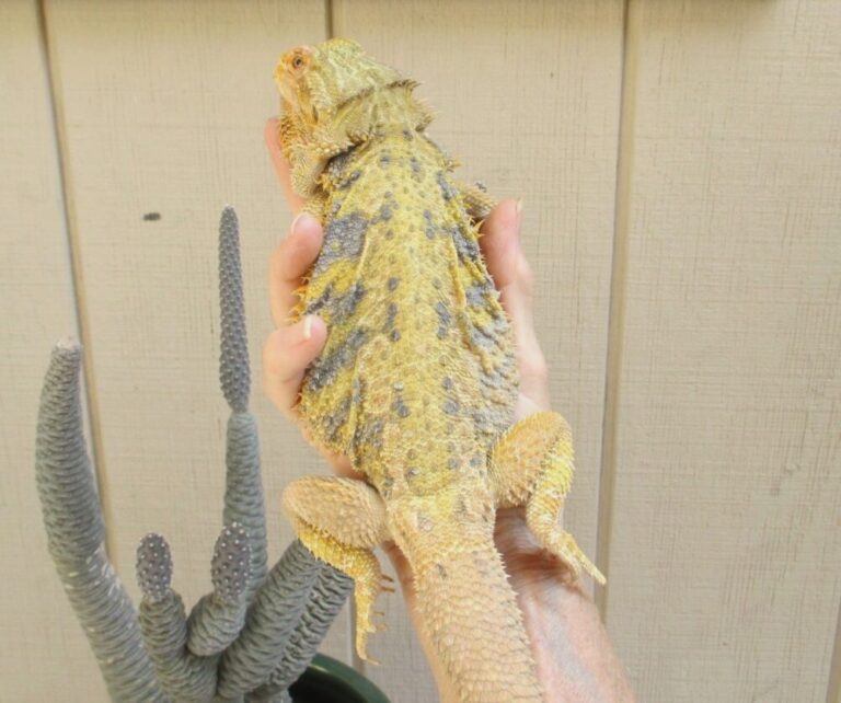 Adult Bearded Dragons For Sale - Adoption & Rescues | Atomic Lizard Ranch