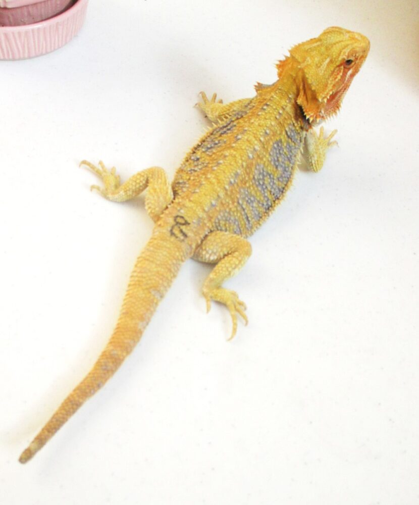Adult Bearded Dragons For Sale - Adoption & Rescues | Atomic Lizard Ranch
