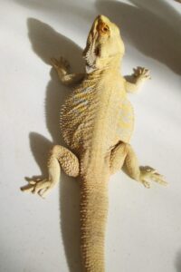 Adult Bearded Dragons For Sale - Adoption & Rescues | Atomic Lizard Ranch