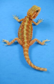 Nipped Bearded Dragons For Sale - Dragon Breeder | Atomic Lizard Ranch