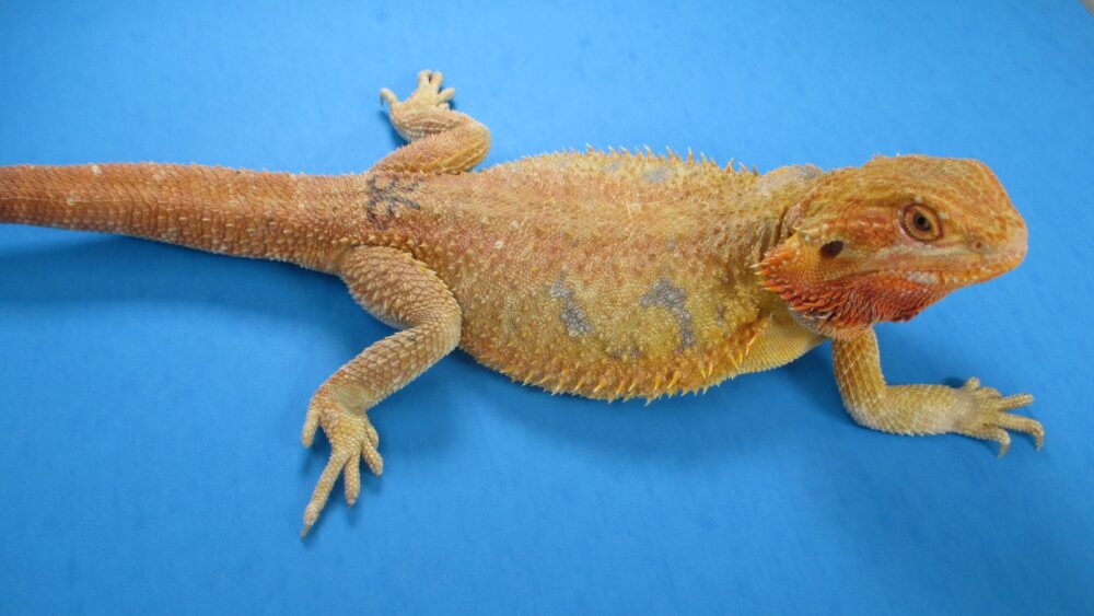 Adult Bearded Dragons For Sale - Adoption & Rescues | Atomic Lizard Ranch
