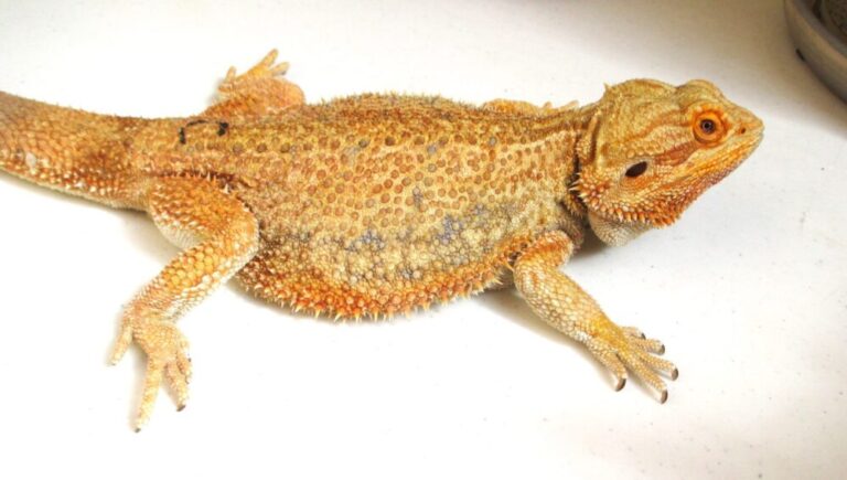 Adult Bearded Dragons For Sale - Adoption & Rescues | Atomic Lizard Ranch