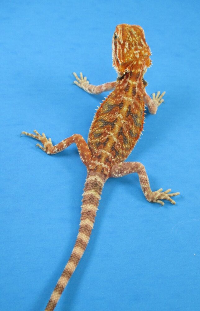 Gala Red Bearded Dragons For Sale Online | Atomic Lizard Ranch