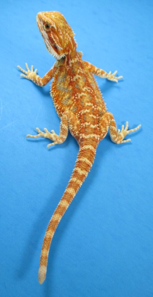 Gala Red Bearded Dragons For Sale Online | Atomic Lizard Ranch